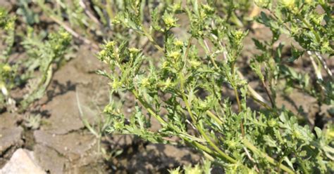 아토피 피부염 완화하는 효능 가진 천연 식물 추출물 발견