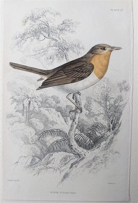 Jardine Naturalists Library Print Robin Flycatcher