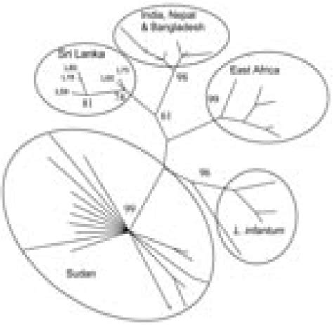 Phylogenetic Tree Of Isolates Download Scientific Diagram