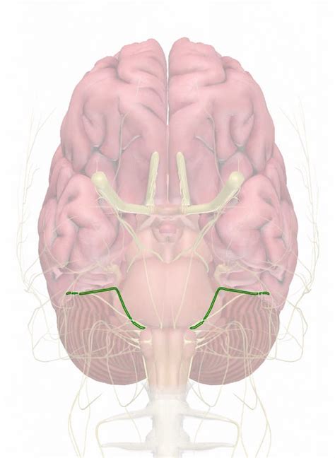 Vestibular Nerve Brain