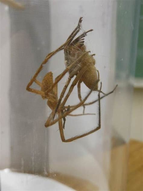 1000 Images About Spiders On Pinterest Jumping Spider Nature And Scary Spiders