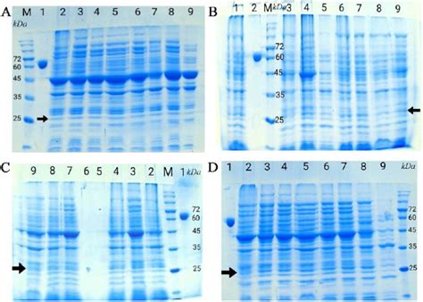 Optimization Of The Production Of Soluble Recombinant Tev Protease In