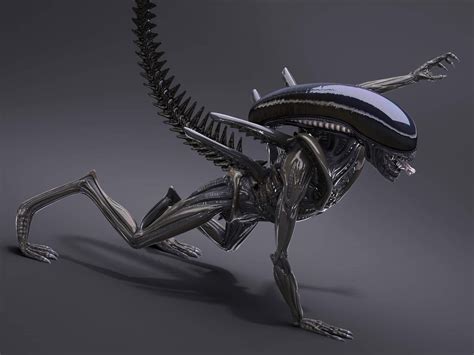 Alien Xenomorph 3d Model By Squir