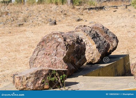Tree And Wood Fossil Segments Stock Image Image Of Dhar Wood 138050361
