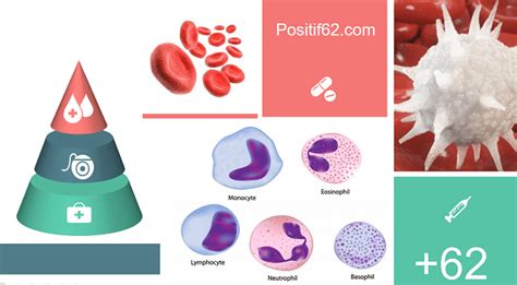 Gambar Eritrosit Leukosit Dan Trombosit 52 Koleksi Gambar