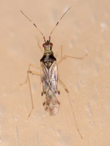 Dicyphus Hesperus Effective Control For Whiteflies And More Growers