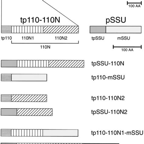 A Peptide Domain Combination Of Various Hybrid Precursor Proteins