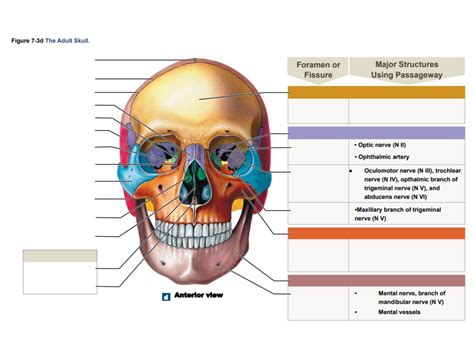 Anterior Skull Diagram Diagram Quizlet