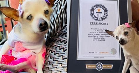 Fallece Pebbles La Perrita De 22 Años Que Era Considerada La Más Vieja