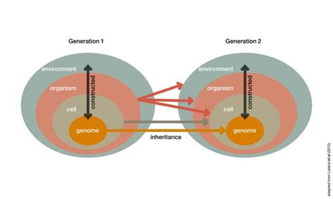 About The Ees Extended Evolutionary Synthesis