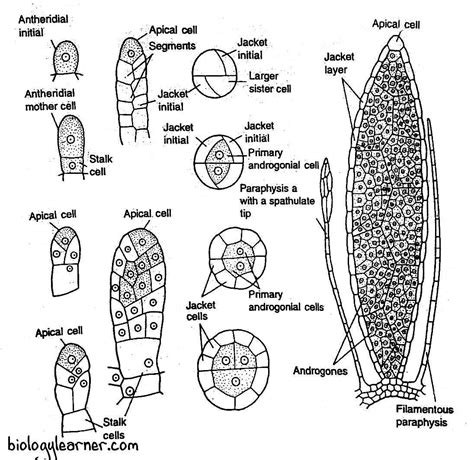 Polytrichum Distribution Structure Reproduction