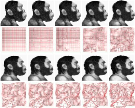Example Of A Geodesic Path Between The First Image And The Last Image Download Scientific