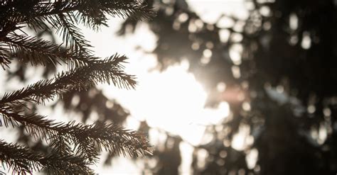 가벼운 놀이 경치 고요한 고요한 광경 고요한 풍경 고요함 광야 그레이스케일 나무 나무 사진 나무 실루엣 나뭇가지 나뭇잎 대기의 미니멀리스트 배경을