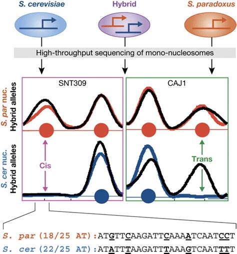 Inter Species And Hybrid Analysis Uncovers Determinants Of Nucleosome Download Scientific