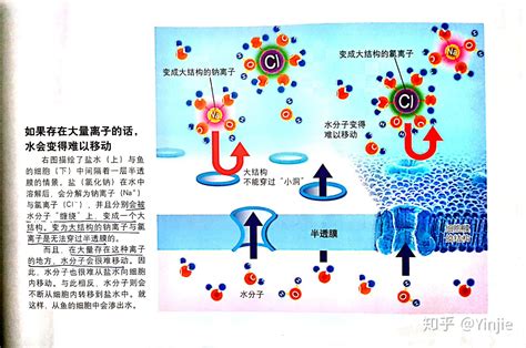 渗透现象的原理是什么？ 知乎