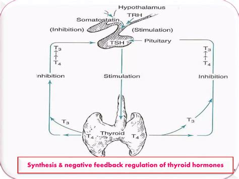 Thyroid Function Tests Tft Ppt