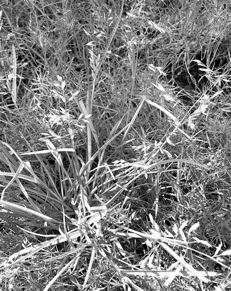 Rescue Grass Offers Obvious Seed Heads For Identification Alpine