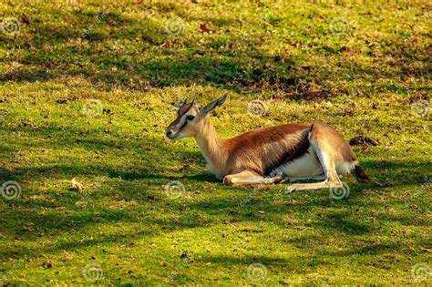 Small Gazelle Stock Image Image Of California Mammals 112444547