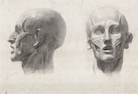 Как рисовать торс Экорше Гудона Методическая последовательность ведения работы — Ghenadie