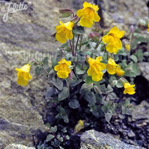 Mimulus Guttatus Plug Plants