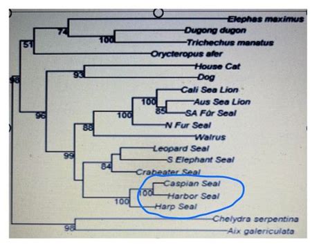 Are The Circled Organisms A Monophyletic Group