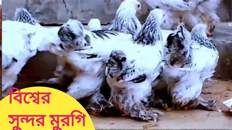 বিশ্বের সবচেয়ে সুন্দর ও বড় মুরগি 🦚 Light Brahma Murgi 🐓 Silky Murgi 🐥 Jorge Agro Youtube