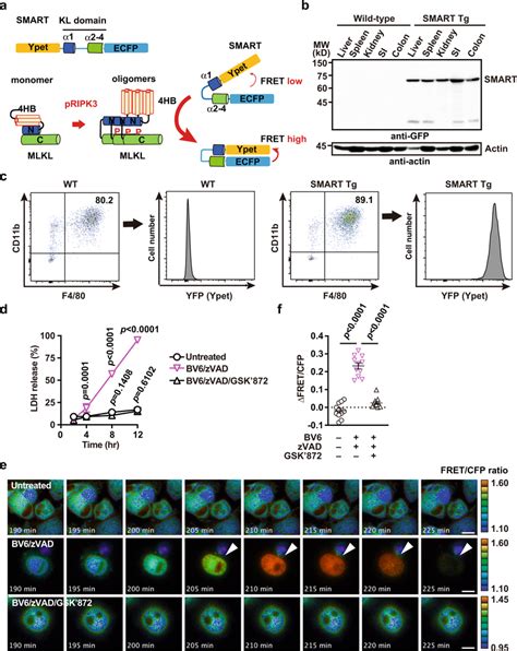 Generation Of Smart Tg Mice A Depiction Of The Smart Biosensor
