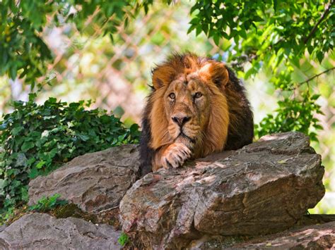 Sajjangarh Wildlife Sanctuary Best Picnic Spot In Udaipurmemorable