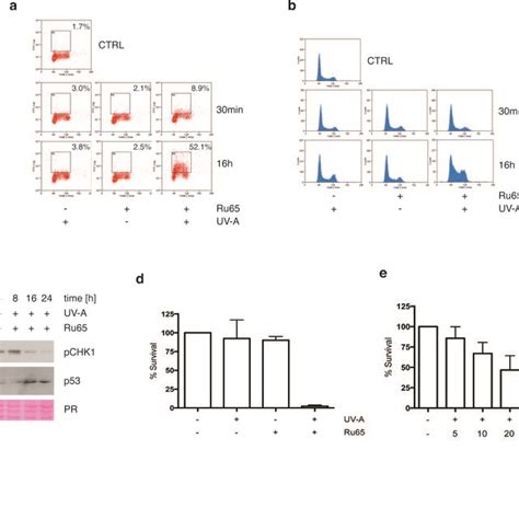 Photo Irradiation Of Ru65 Hampers The Execution Of Mitosis A Hela