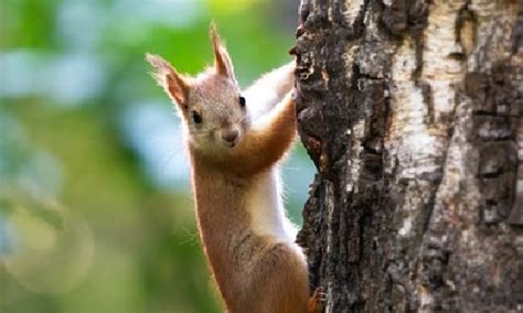 7 Main Reasons Why Trees Are Important By Tree Enthusiasts