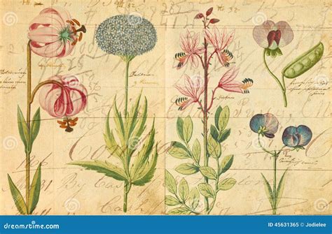 Antique Botanical Drawings