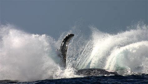 Oregons Infamous Exploding Whale Incident Of 1970 Iflscience