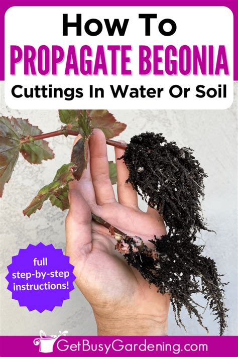 Propagating Begonias In Water Or Soil 6 Easy Steps Get Busy Gardening