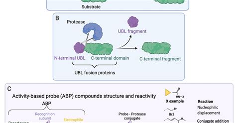 Chiara Maniaci On Linkedin Using Activity Based Protein Profiling