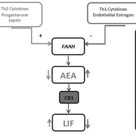 Metabolization Of Endocannabinoids Adapted After 30 Download Scientific Diagram