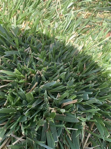 Grassy Weed Identification In Tx South Plainstall Fescue Rescue