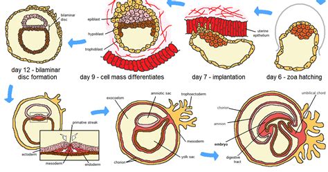 Embriologia Buco Dental Que Es La Embriologia