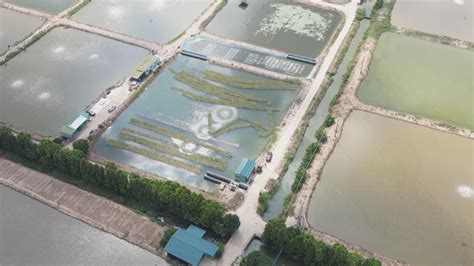视频 水更清 鱼更优 西区稻香围鱼塘尾水治理成效显著