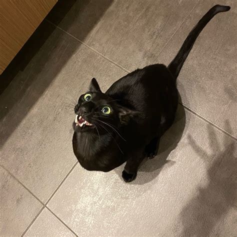 черный кот злая рука котэ прикольные картинки с кошками смешные картинки и другие