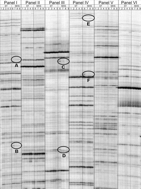 Temperature Stress Differentially Modulates Transcription In Meiotic