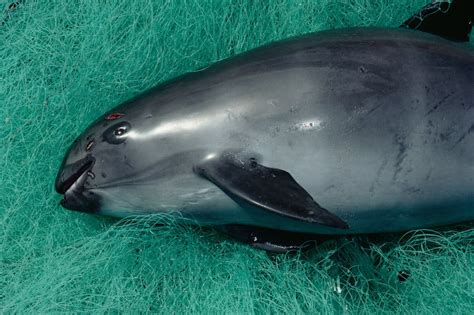 Only Captivity Will Save The Vaquita Experts Say The New York Times