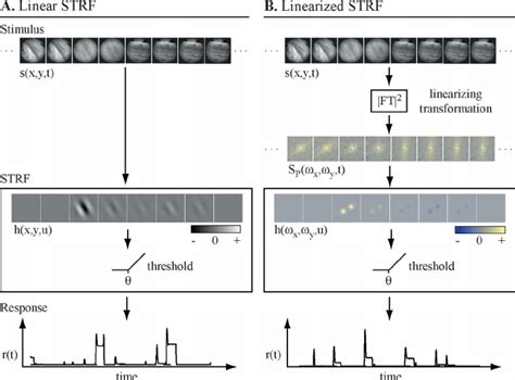 Linear Vs Linearized Spatiotemporal Receptive Fields Strfs For V1 Download Scientific
