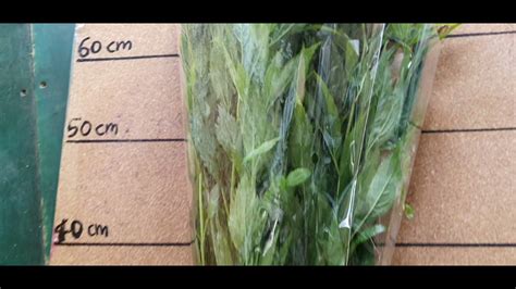 등골나무소재 생화 인터넷꽃도매시장 생화택배 생화도매 인터넷꽃시장 인터넷꽃도매 장미대량구매 꽃 꽃다발 꽃도매 꽃시장 부산꽃시장 김해꽃시장 꽃쇼핑몰 김해꽃 부산꽃 꽃싸게사는법