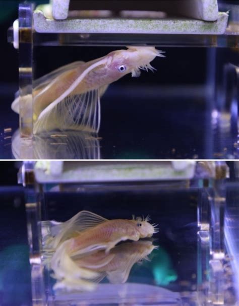 네이버 인플루언서