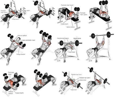 How To Lose Chest Fat In A Week My Fitness Cue
