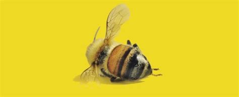 E Se As Abelhas Desaparecerem Ponto Biologia