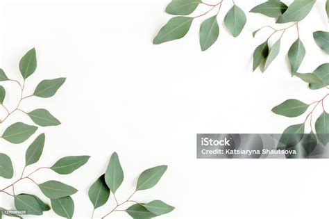 텍스트를 위한 빈 공간이 있는 흰색 배경에 분리된 녹색 잎 유칼립투스 포퓰러스로 만든 프레임 플랫 레이 상단 보기 0명에 대한