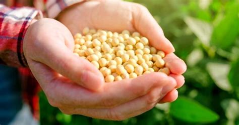 Genetically Modified Soy And Food Allergies