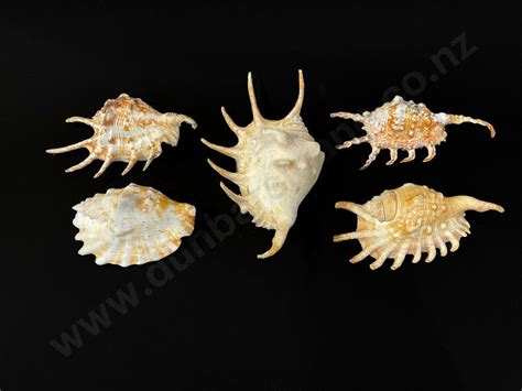 Assorted Conch Shells 17 10 Cm Lengths Natural History Industry Science And Technology