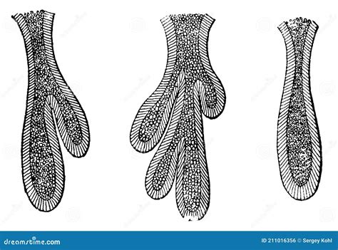 The Intestinal Epithelium Is The Single Cell Layer That Form The Luminal Surface Of Intestine
